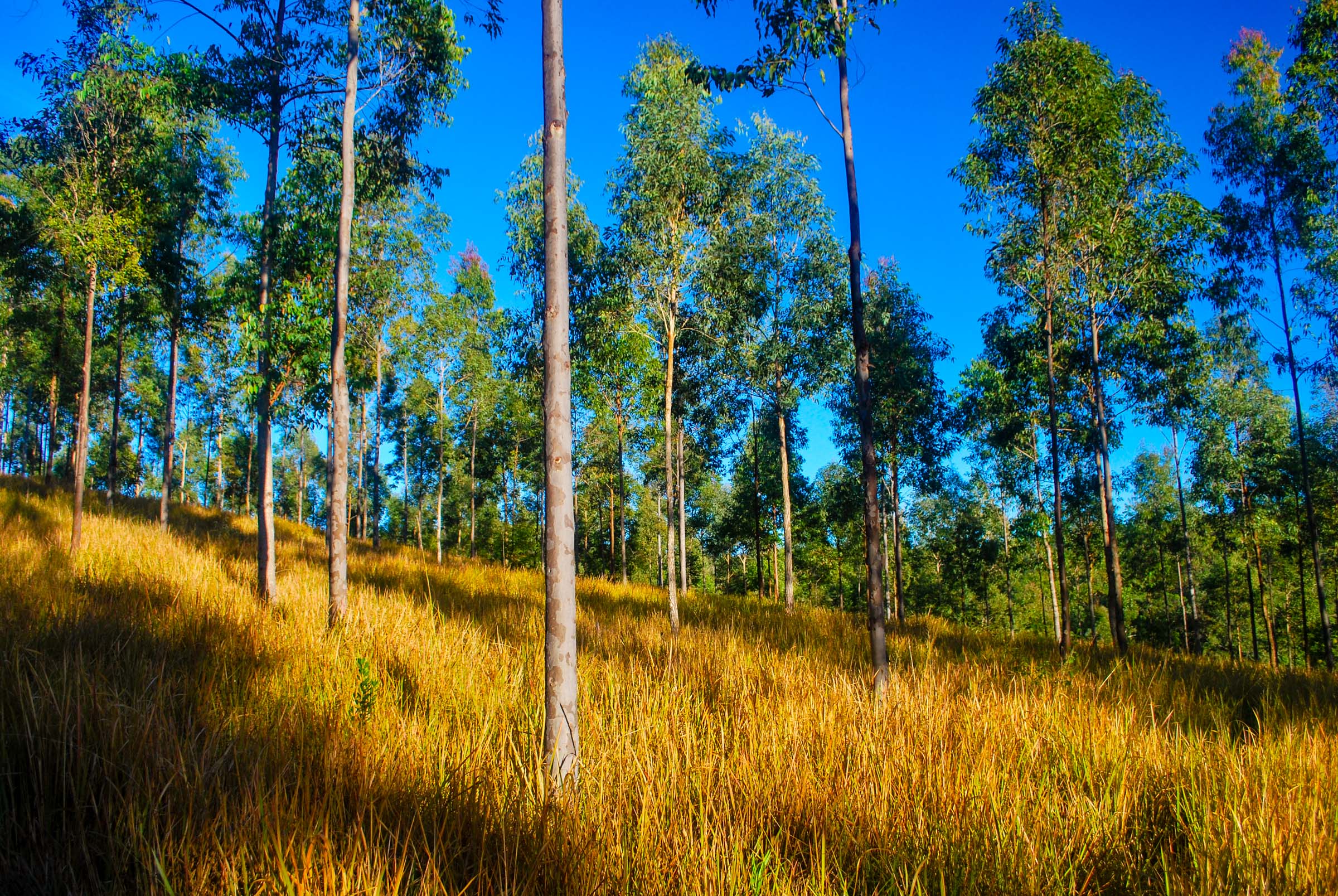 Home - Super Forest Plantations