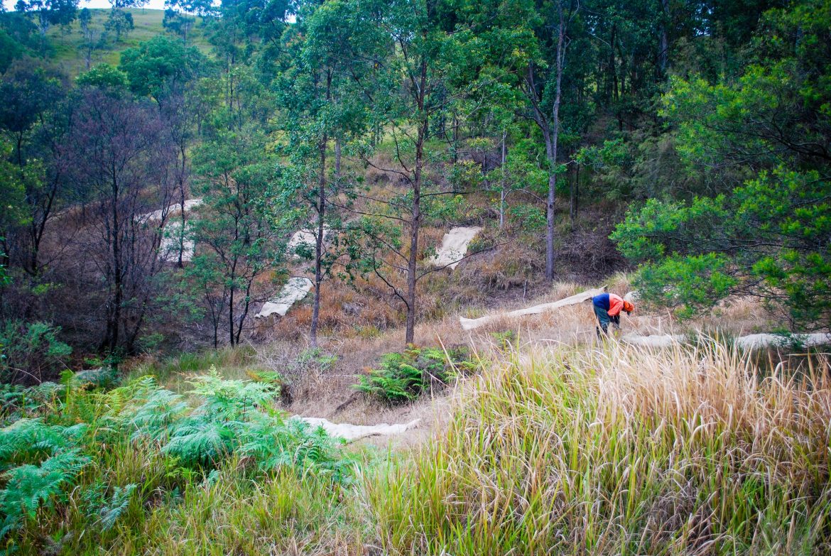 "Bloodwood" - Dead Dog Gully Planting. - Super Forest Plantations