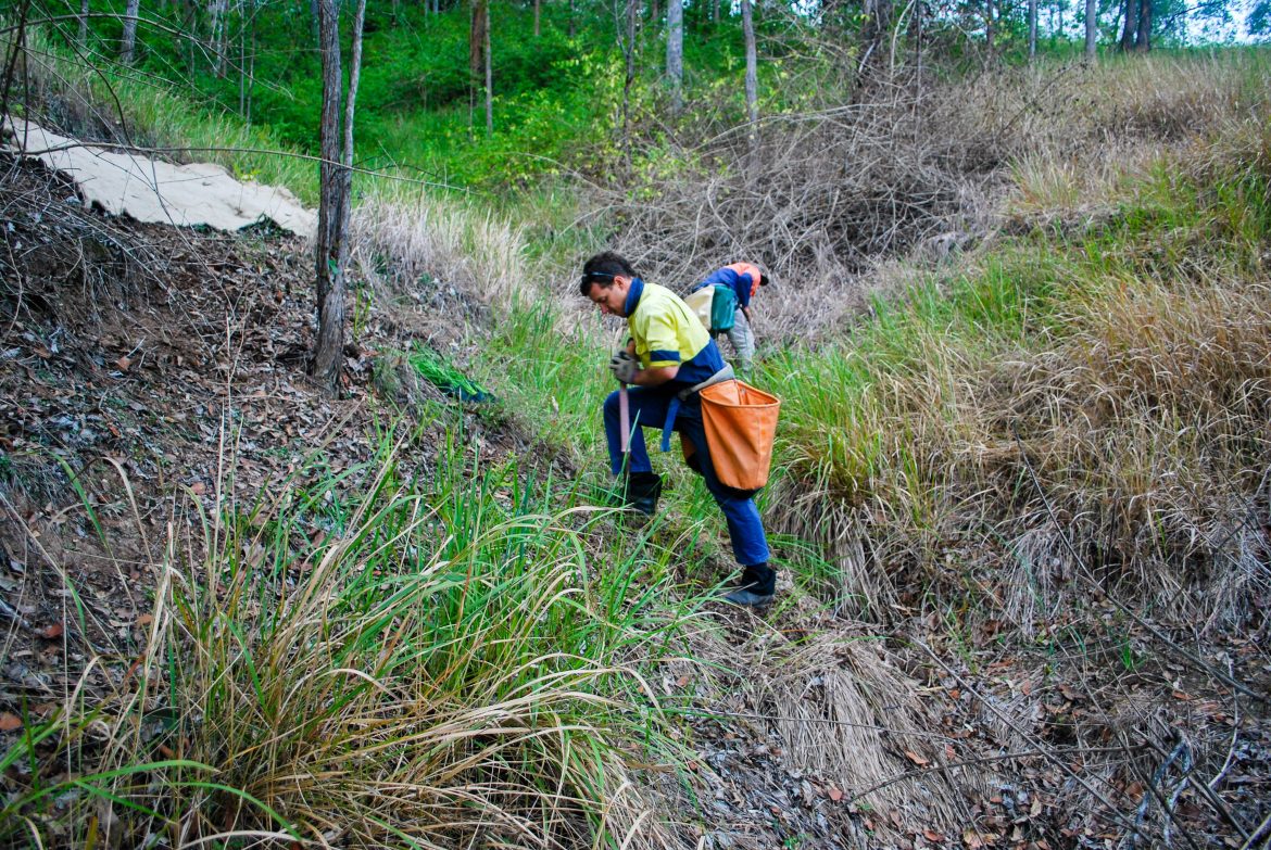 "Bloodwood" - Environmental planting - Dead Dog Gully - Super Forest ...