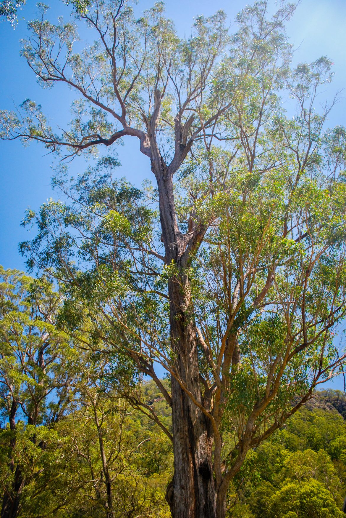 Habitat tree - Super Forest Plantations